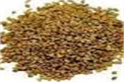 Safed Musli Seed Dealer in Jaipur, Safed Musli Seed in Jaipur