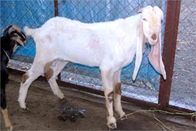 Sangamneri Goat