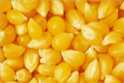 Frozen Yellow Corn Manufacturer in Pune, Frozen Yellow Corn in Pune